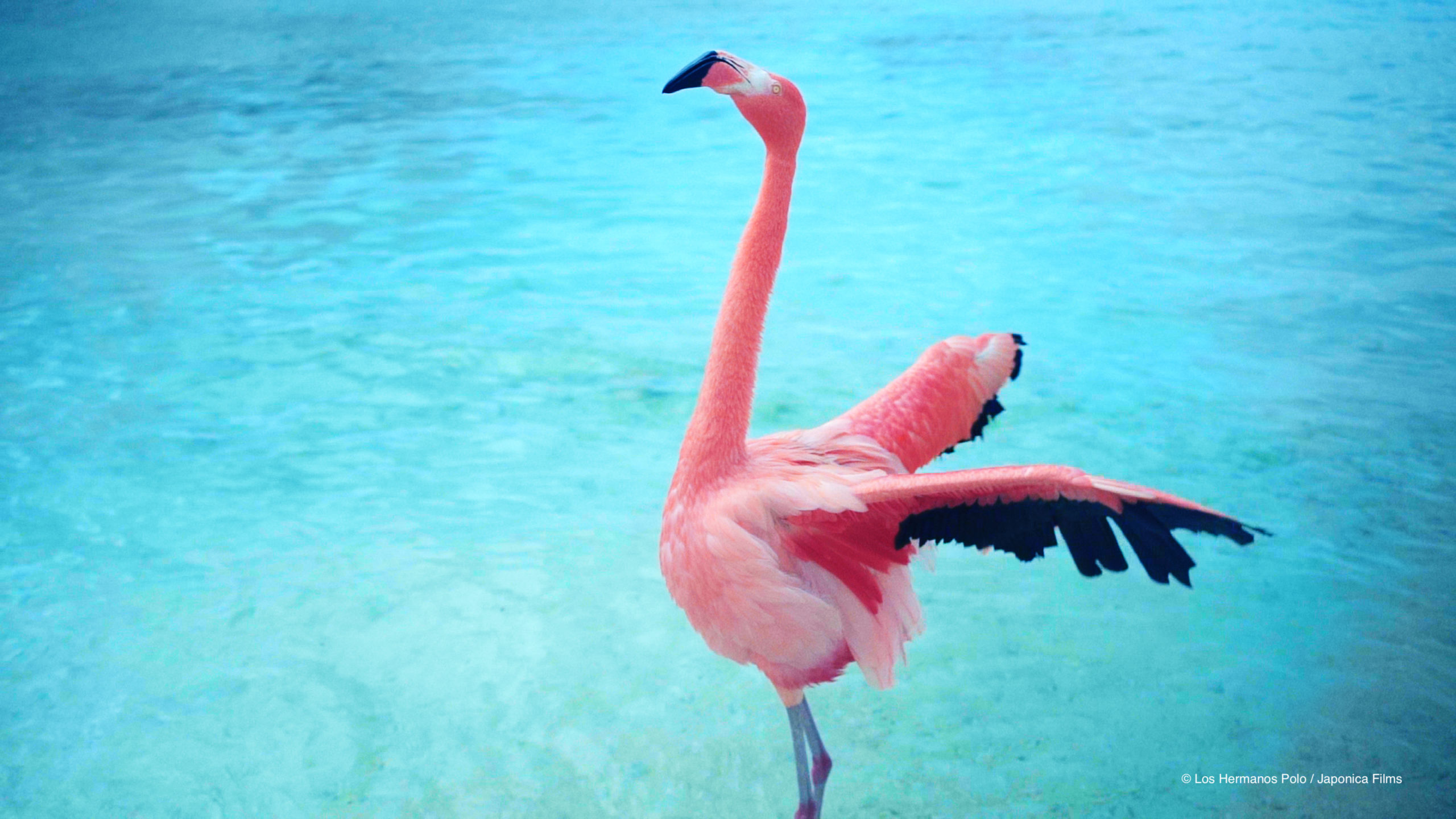 The Mystery of the Pink Flamingo - Film Pulse